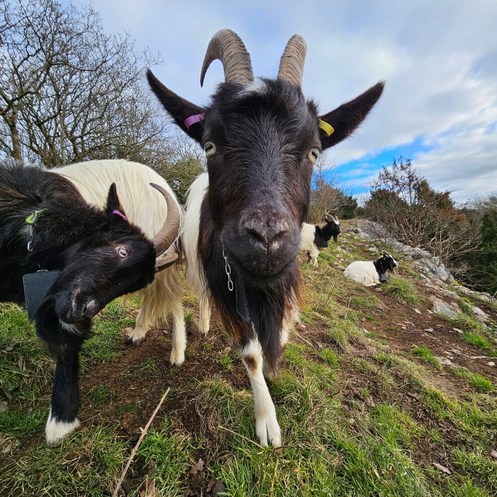 Wilder Woodlands | Avon Wildlife Trust