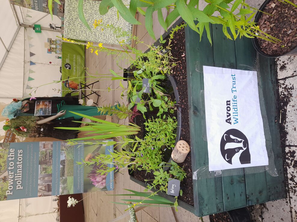 Team Wilder Mini ponds resource | Avon Wildlife Trust