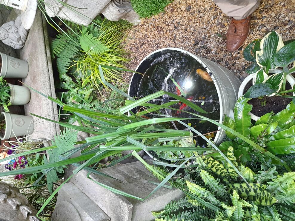 Team Wilder Mini ponds resource | Avon Wildlife Trust