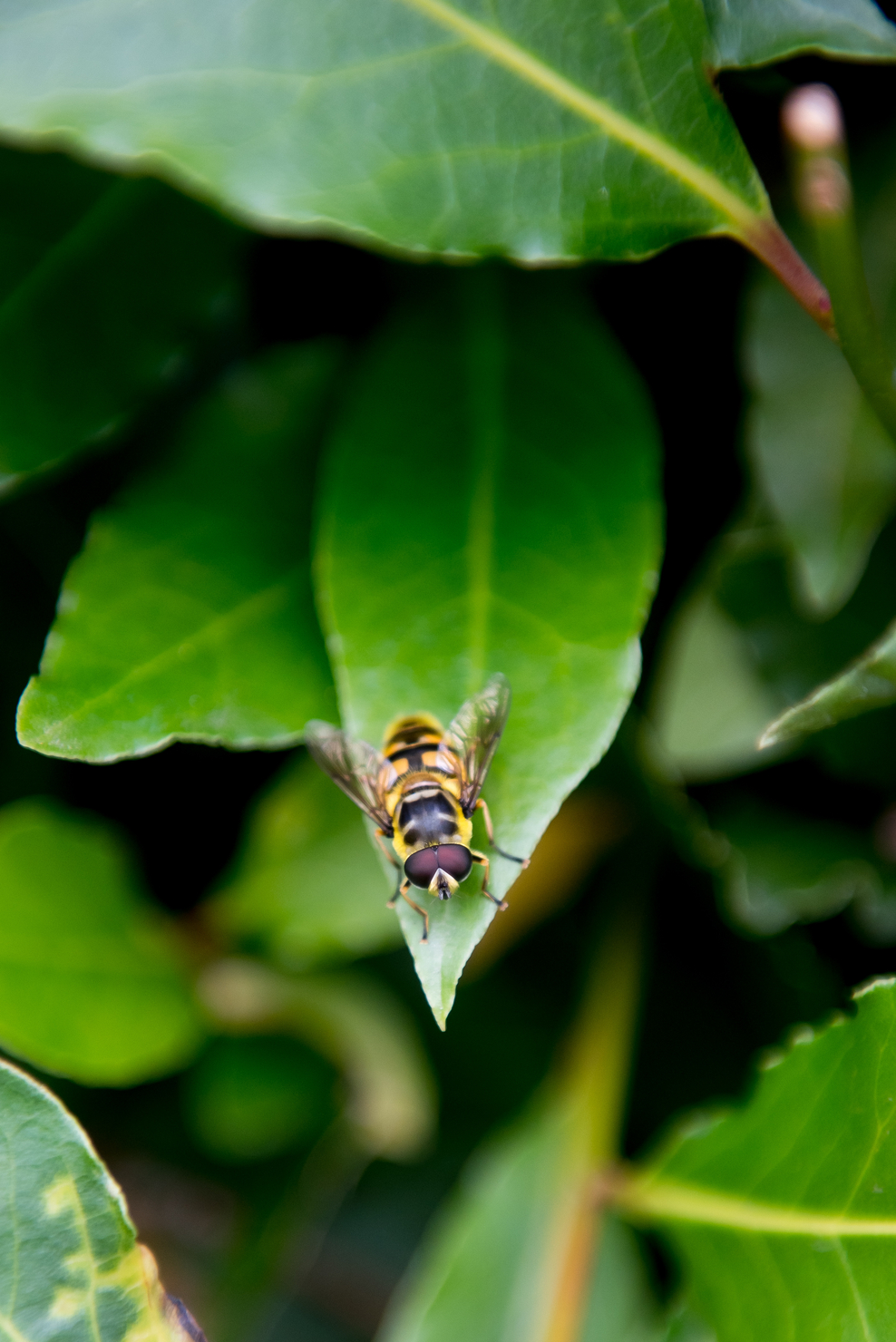 Pollinator Pathways | Avon Wildlife Trust