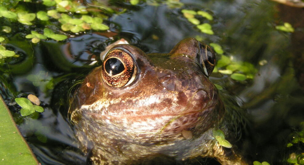 Ponds Team Wilder | Avon Wildlife Trust
