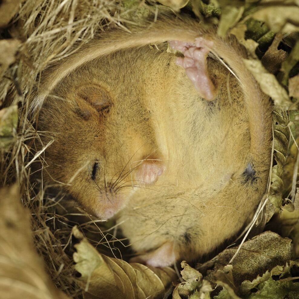 Nature Recovery Fund | Avon Wildlife Trust