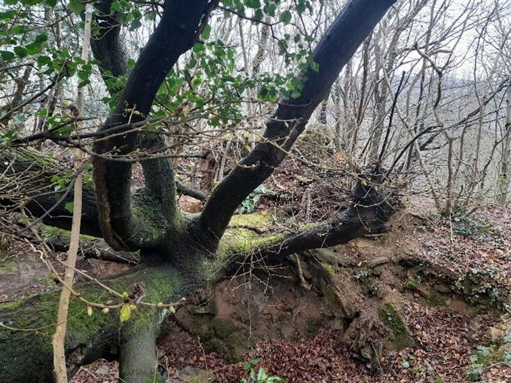 Phoenix trees: The trees that fall and rise again | Avon Wildlife Trust