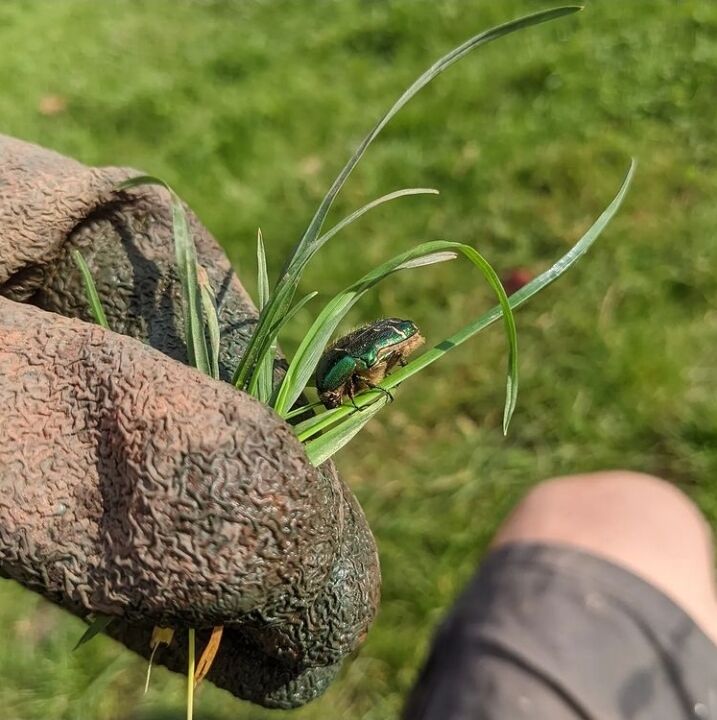 Case study Wildlife Gardening Team Wilder, Tom Willmott, BS3 | Avon ...