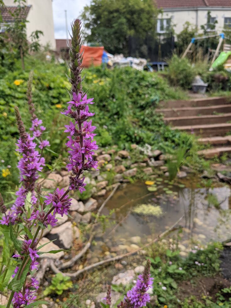 Wildlife Gardening Team Wilder | Avon Wildlife Trust