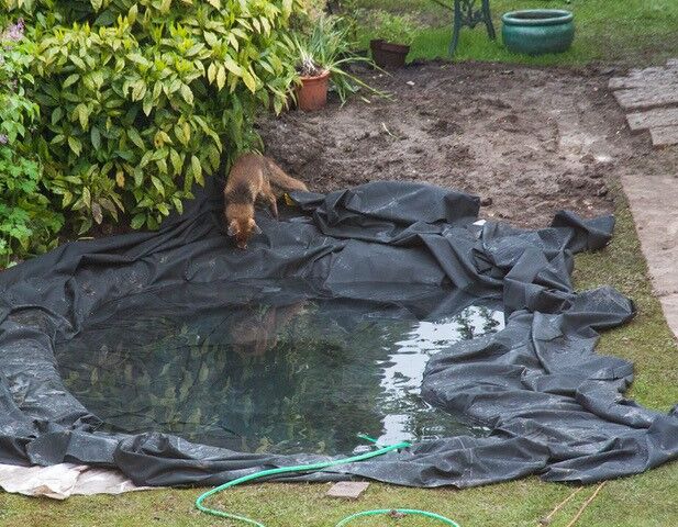 Ponds Team Wilder | Avon Wildlife Trust