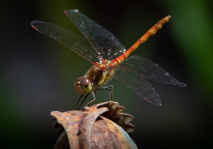 Ponds Team Wilder | Avon Wildlife Trust