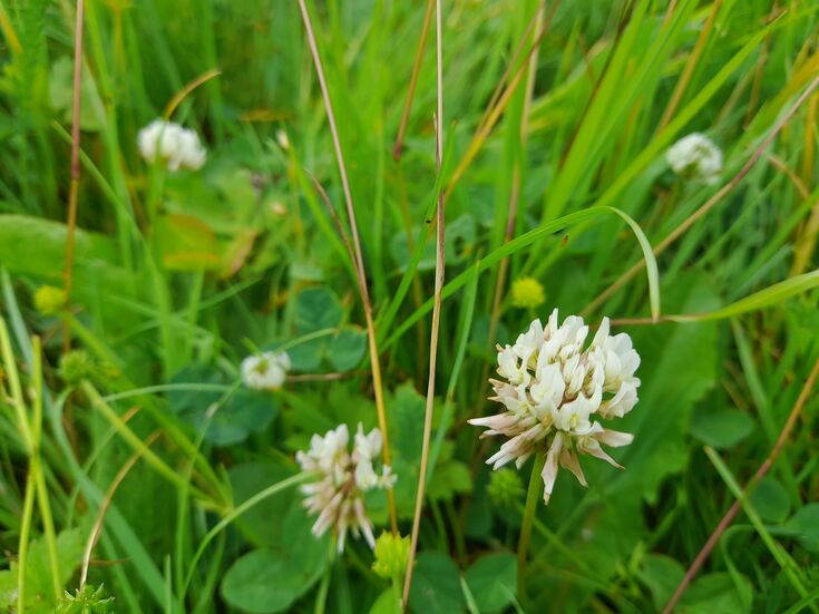 Team Wilder Autumn planting | Avon Wildlife Trust