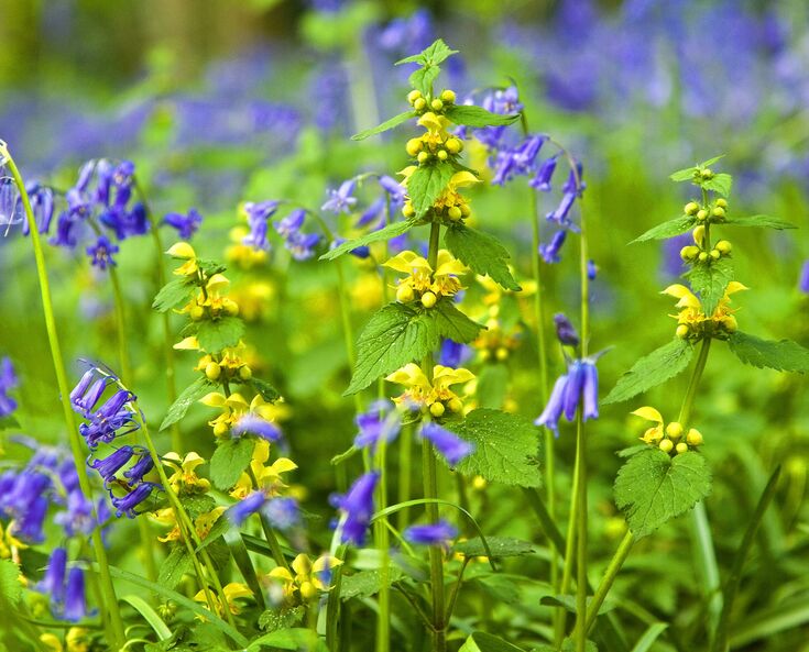 Dundry Slopes | Avon Wildlife Trust