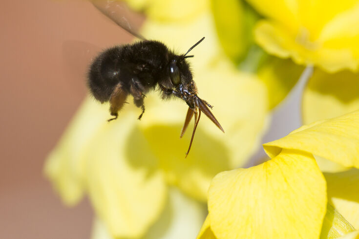 Hurrah for the hairy-footed flower bee! | Avon Wildlife Trust