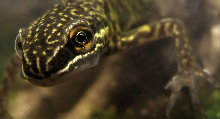 Ponds Team Wilder | Avon Wildlife Trust