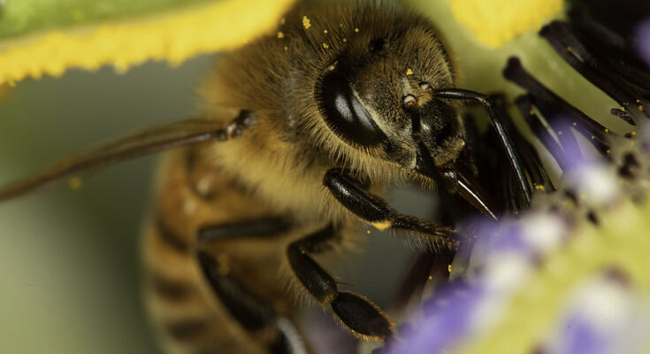 Bee Team Wilder | Avon Wildlife Trust