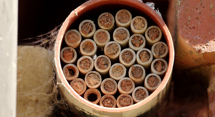 Bee Team Wilder | Avon Wildlife Trust