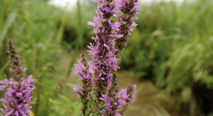 Team Wilder Mini ponds resource | Avon Wildlife Trust