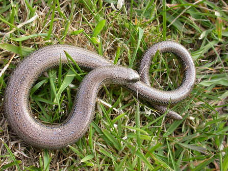 Identify UK snakes | Avon Wildlife Trust