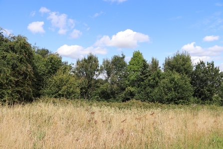 A day with the WildCATs at Dundry Slopes | Avon Wildlife Trust