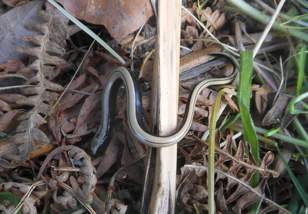Slow worm surveys with our volunteers on the ground | Avon Wildlife Trust