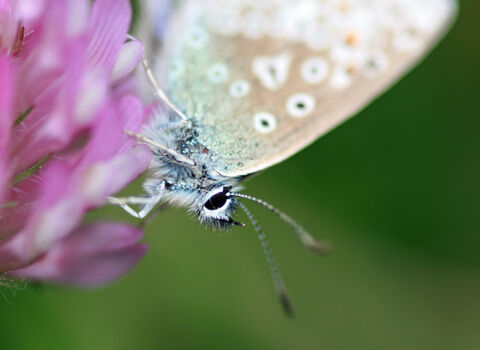 Homepage | Avon Wildlife Trust