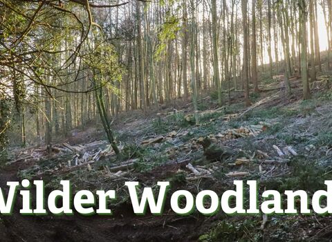 Wilder Woodlands | Avon Wildlife Trust